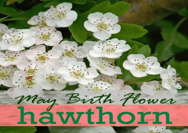 May Birth Flower Meaning & Symbolism - Online Flowers Delivery