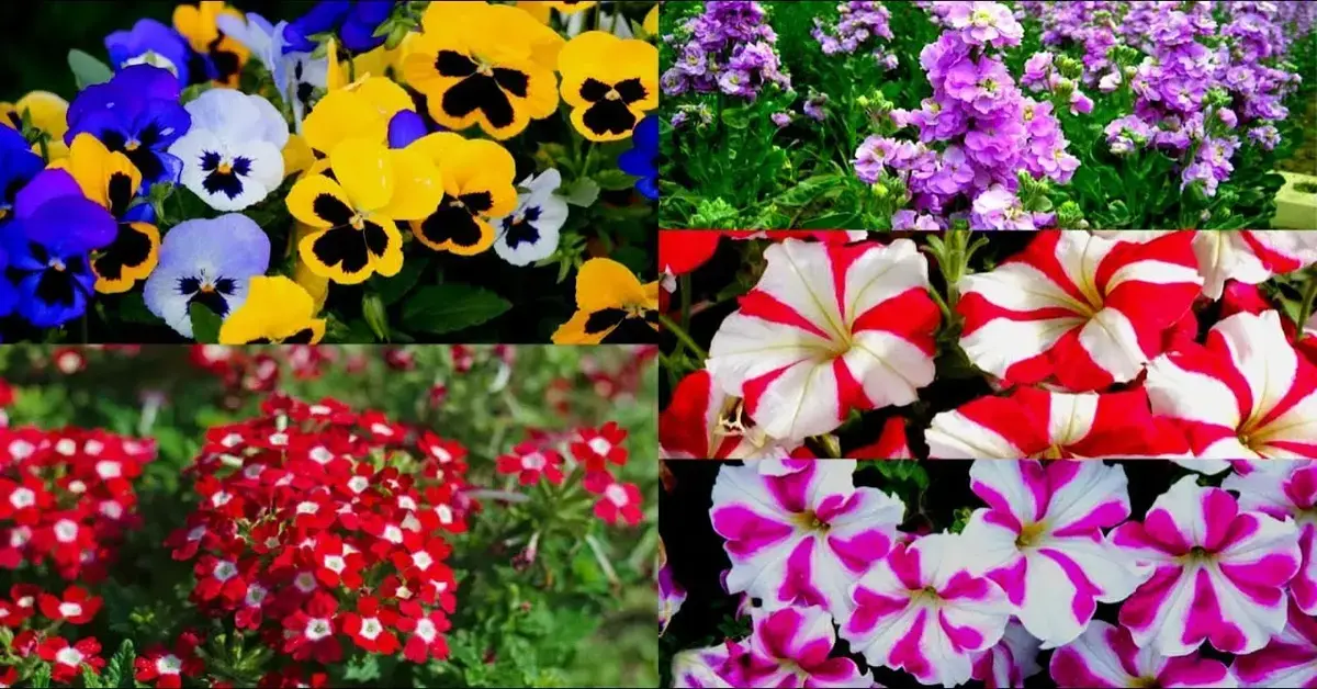 Seasonal Flowers Guide What s Blooming Each Month In The UK Online